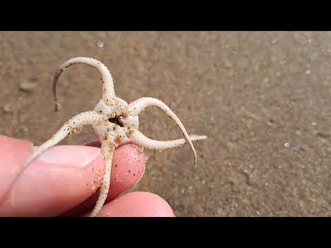 Ophiurid Brittle Star or Serpent Star - Costa de la Luz (Atlantic), Spain