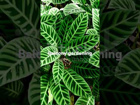 Dont have lots of space to garden, try balcony gardening. #gardening#urban gardening#balconyplants