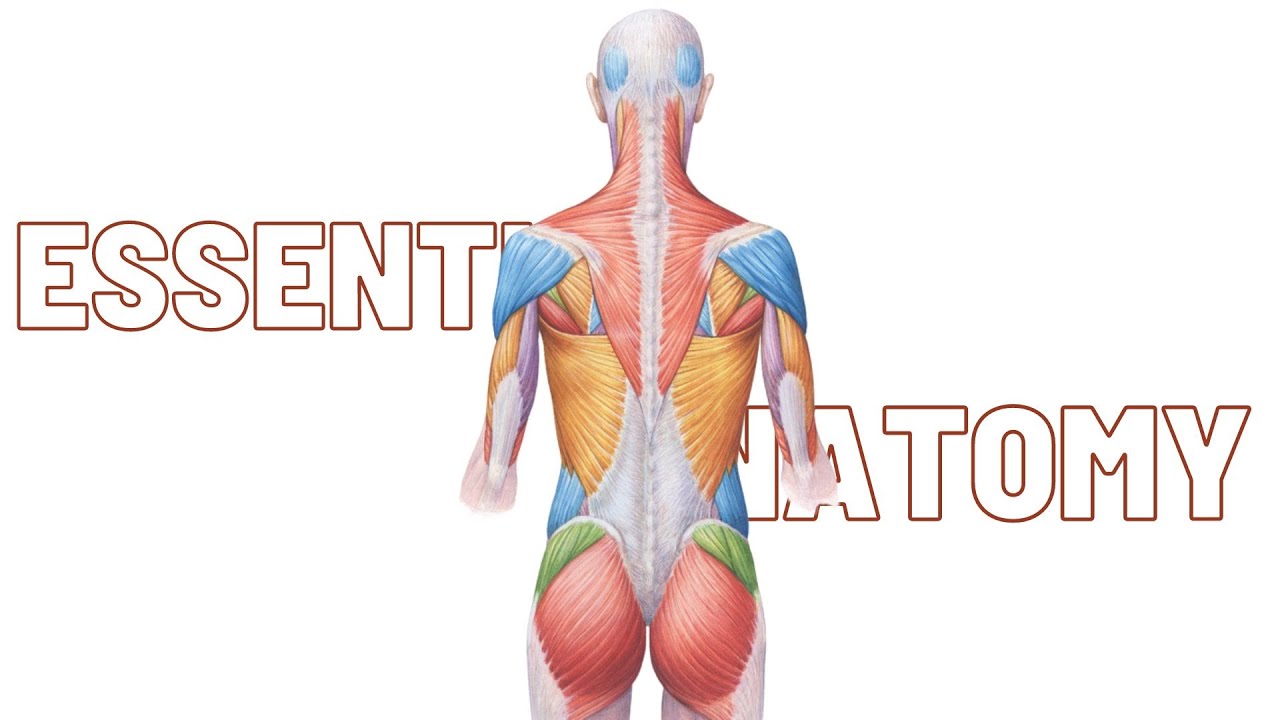 Essential Anatomy - Extract from my Online Course #anatomydrawing #figureanatomy #drawingcourses