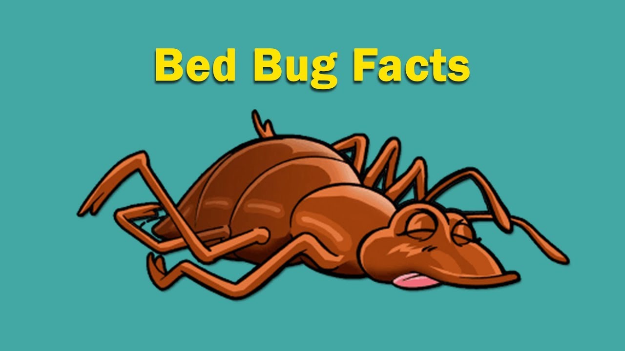 14 Surprising Bed Bug Facts You May Not Know