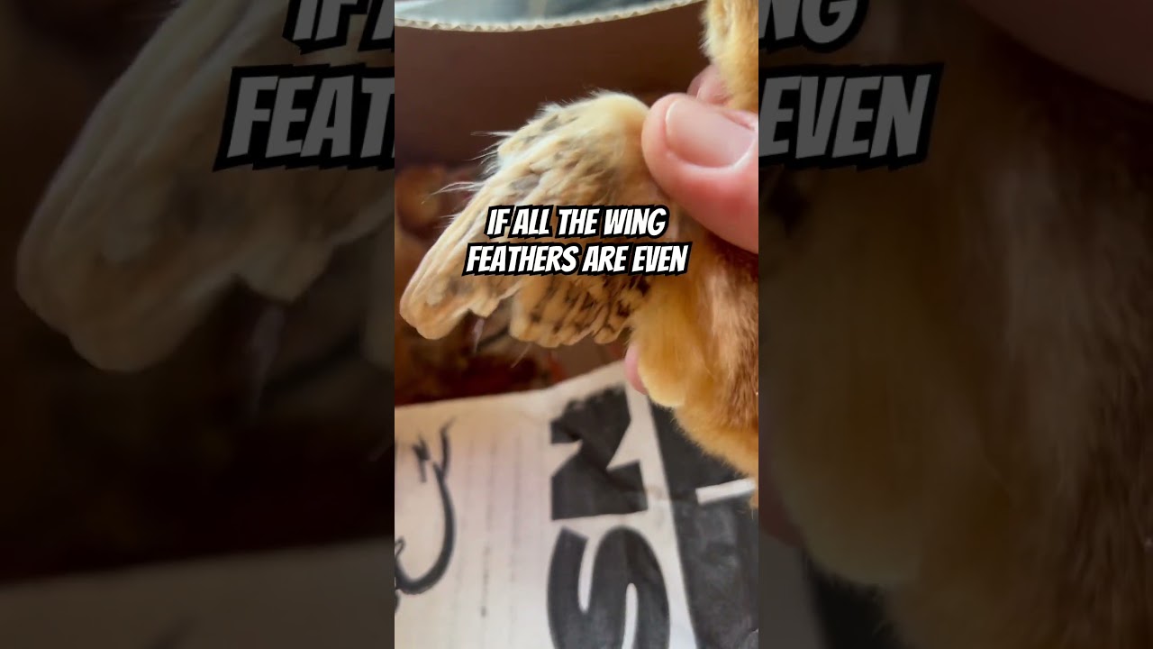 How to determine if your chicks are male or female. #babychicks #backyardchickens