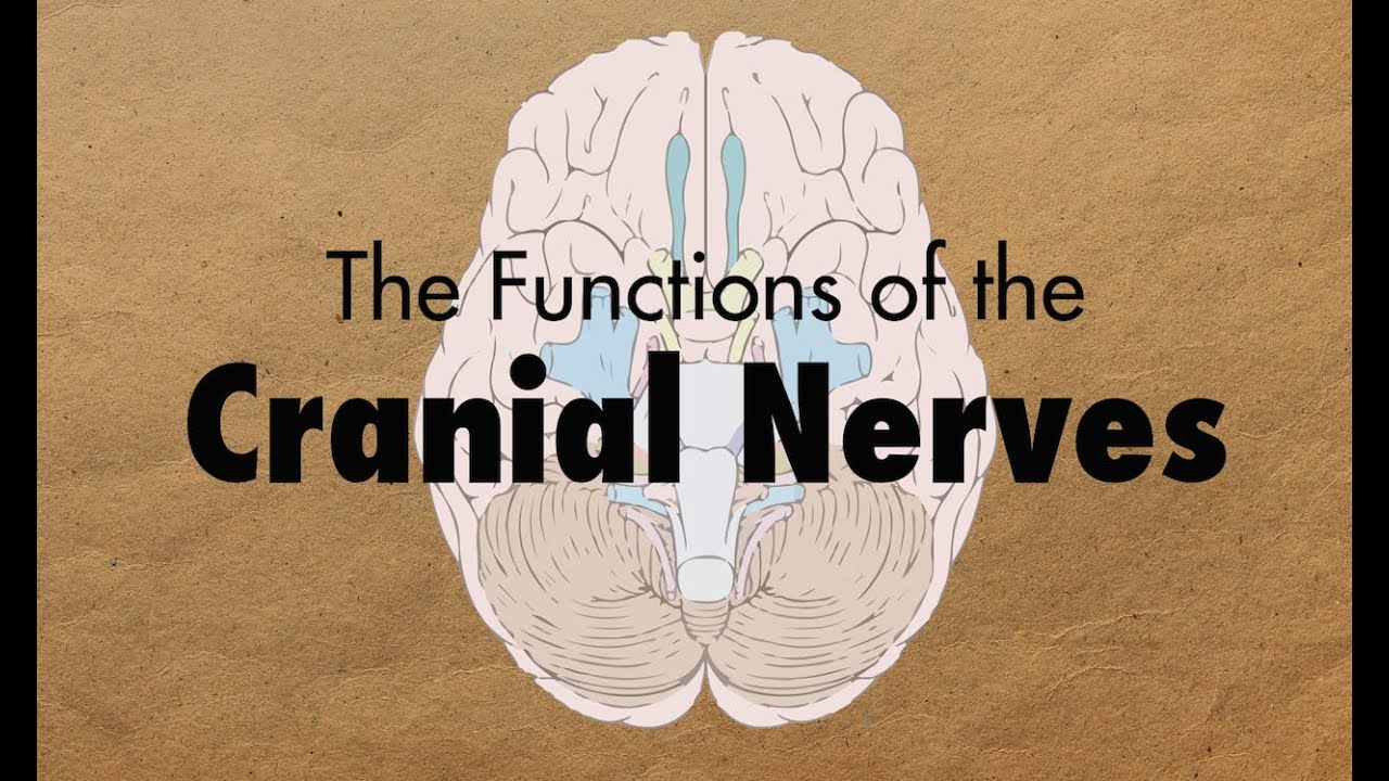The Functions of the Cranial Nerves - MEDZCOOL