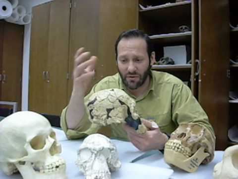 105_Hominids2.mov