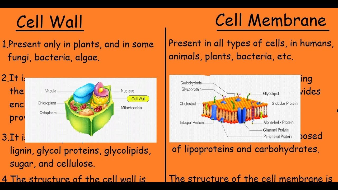 Cell Wall Vs Cell Membrane |Quick differences and Comparison|