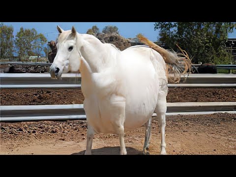 11 Fattest Animals in the World