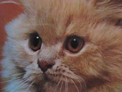 Best Cat Videos - Funny Kitten Videos for National Cat Day