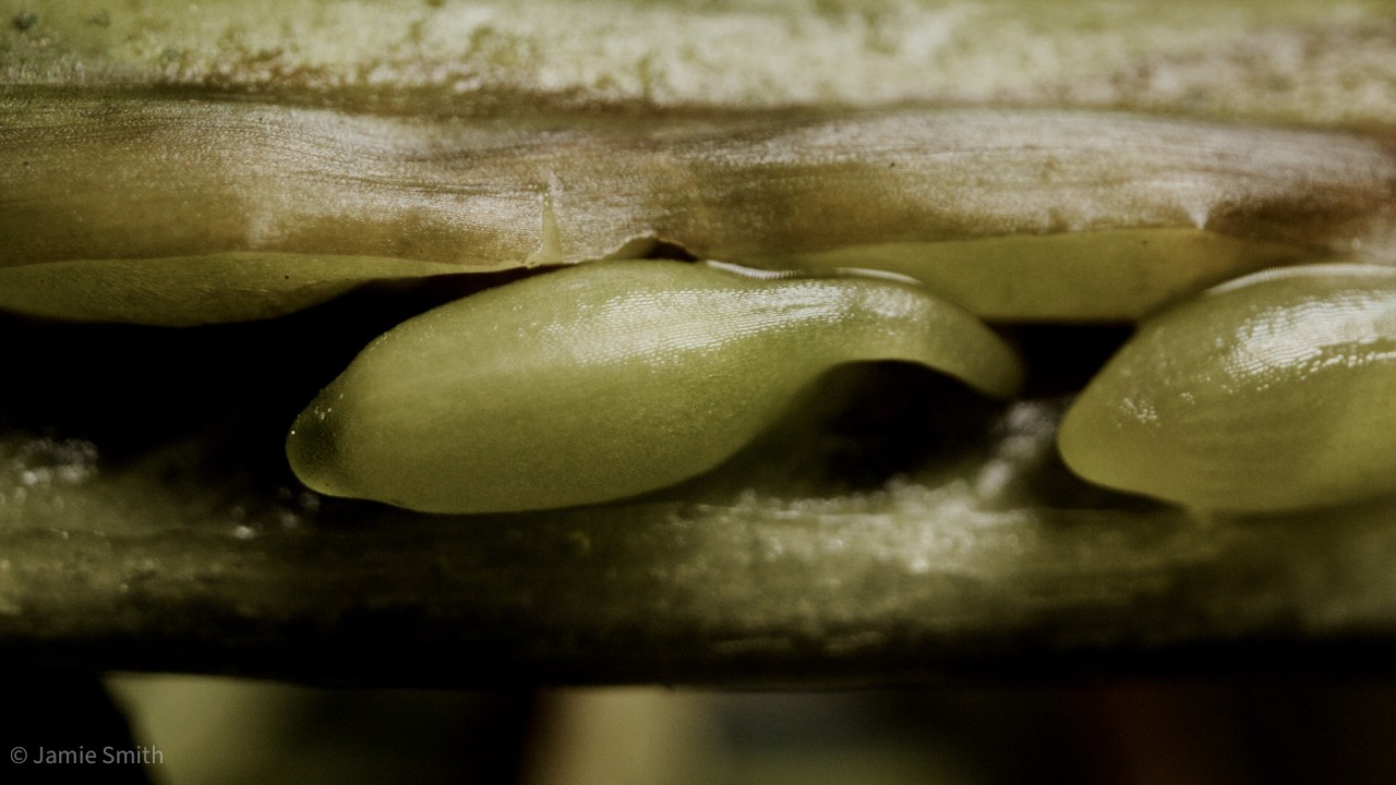 Eelgrass Restoration by Seed