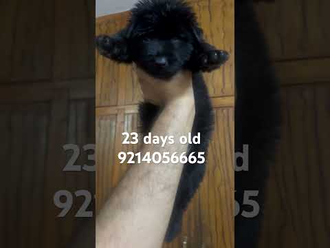 Z black longcoat gsd 9214056665