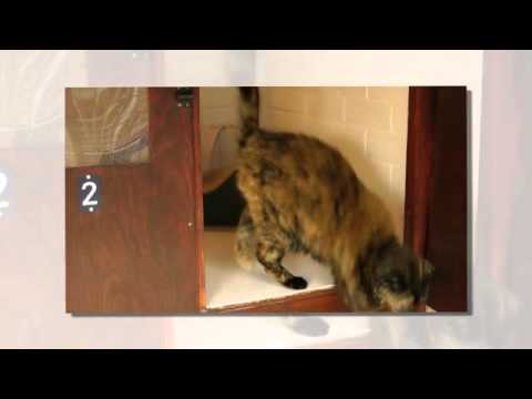 Cattery Of Distinction - Mere Moggies