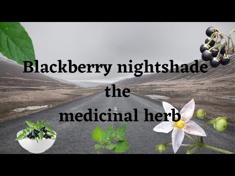 Blackberry Nightshade --- The Medicinal Herb