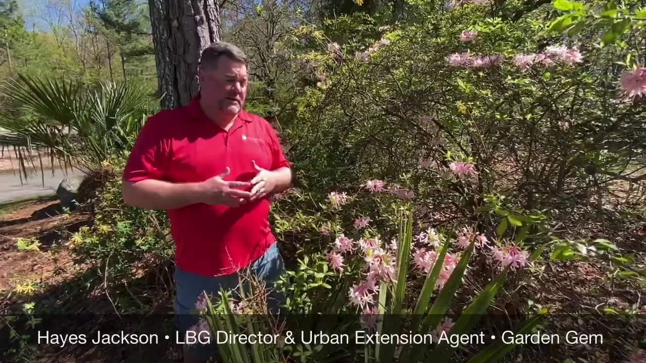 Garden Gem - Native Azaleas