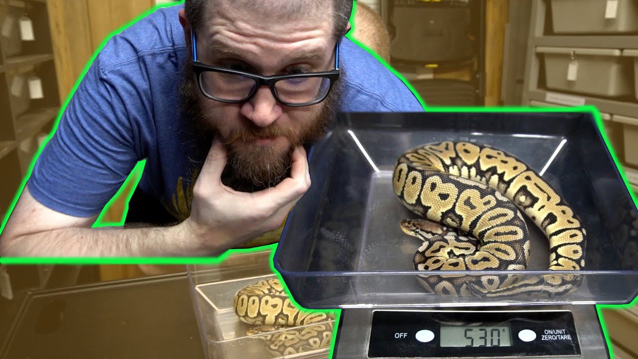 Is Your Ball Python Ready to Breed - Tips and Tricks!