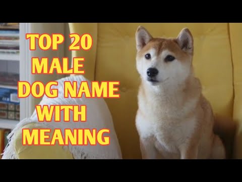 TOP 20 Most Popular Male Dog Names With Meaning