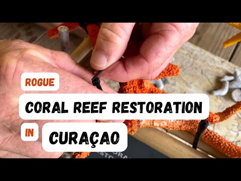 How Hans created community and a healthier coral reef in Curaçao