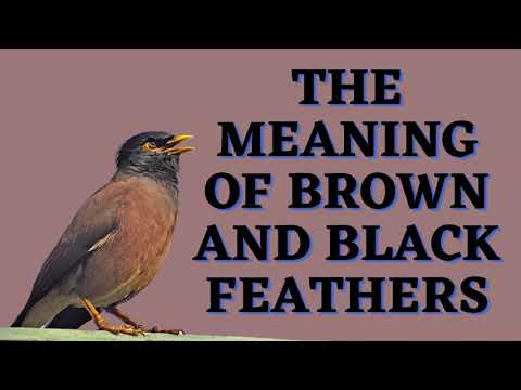 Brown and Black Feather Meaning