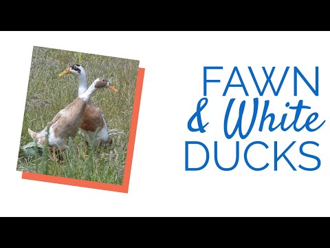 Fawn & White Runner Ducklings | Chickens for Backyards