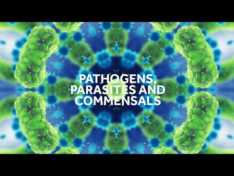 Pathogens, Parasites and Commensals Branch Introduction