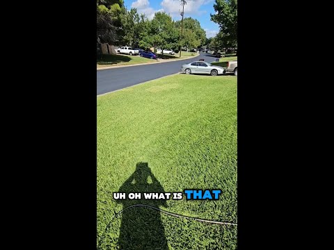 How to Get Rid of Yellow Patch in Yard