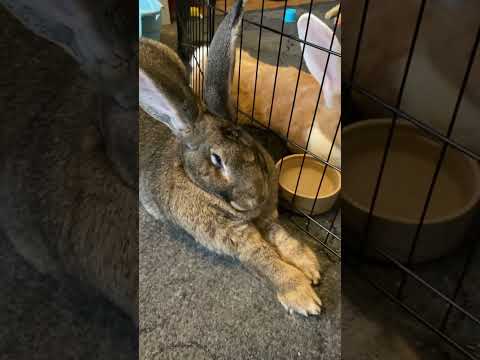 This Is WHAT A Flemish Giant Rabbit Scream Sounds Like