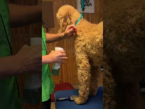 #dog grooming product you must have!
