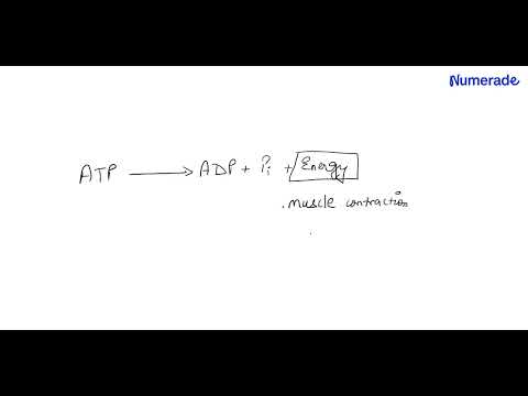 6. Adenosine triphosphate (ATP) functions primarily as A. a precursor of vitamin A B. an "energy ca…