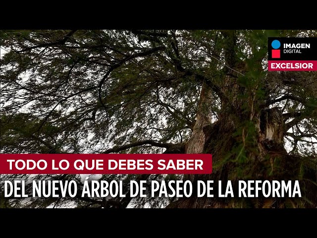 ¿Qué sabemos del ahuehuete? El árbol que llegará a la Glorieta de la Palma
