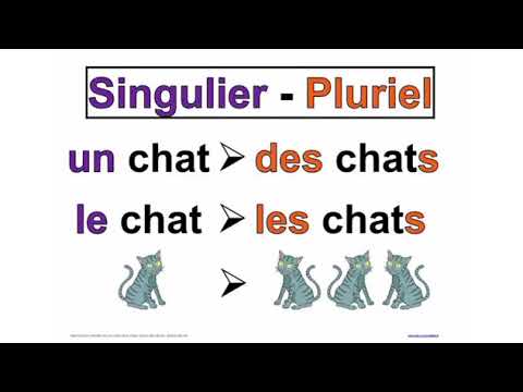 Singulier - Pluriel CP 👍🏼💙