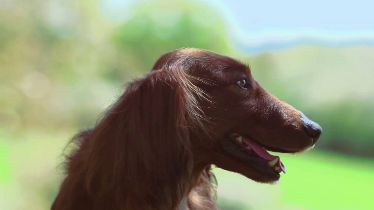 Royal Canin Dachshund Wet
