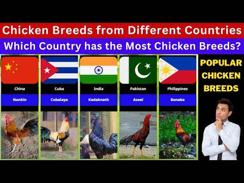Chicken Breeds from Different Countries | Which Country has the Most Chicken Breeds?