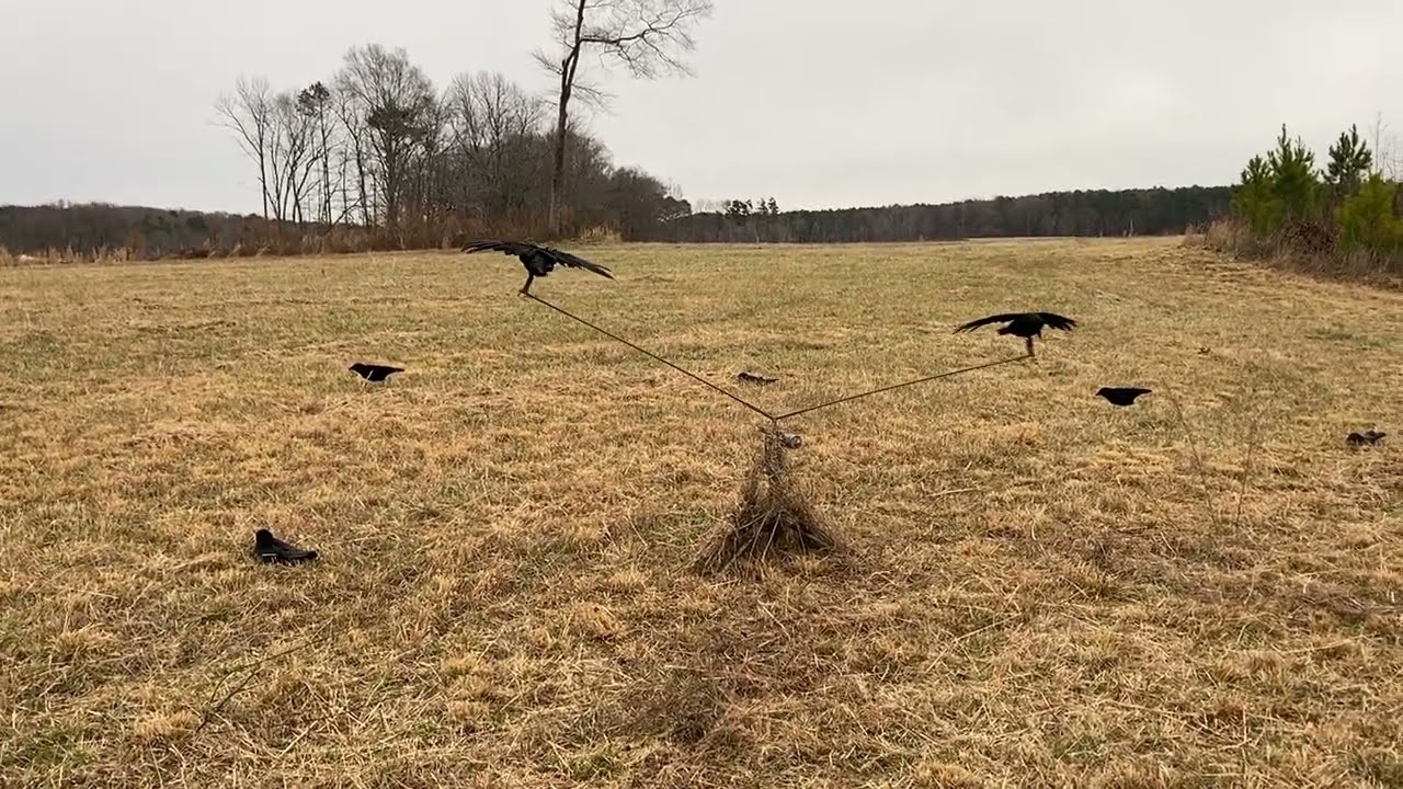 Northern Flight Vortex Motion System