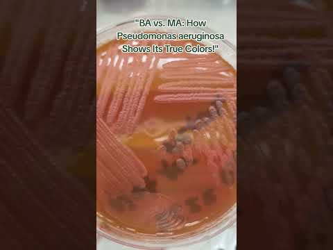 "BA vs. MA: How Pseudomonas aeruginosa Shows Its True Colors!": #PseudomonasAeruginosa #Microbiology
