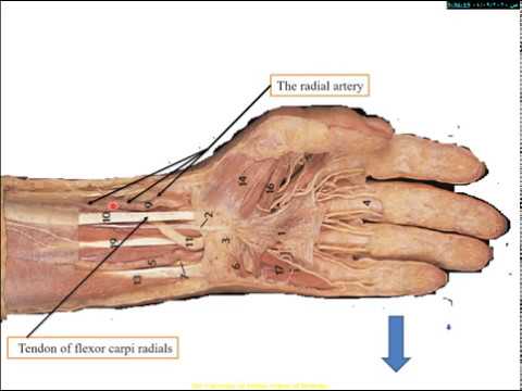Ulnar artery and nerve, Radial artery and nerve