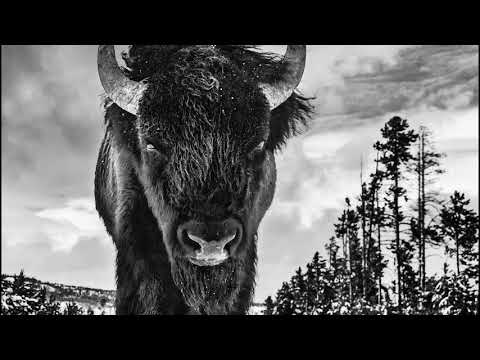 David Yarrow Wildlife - PART 1
