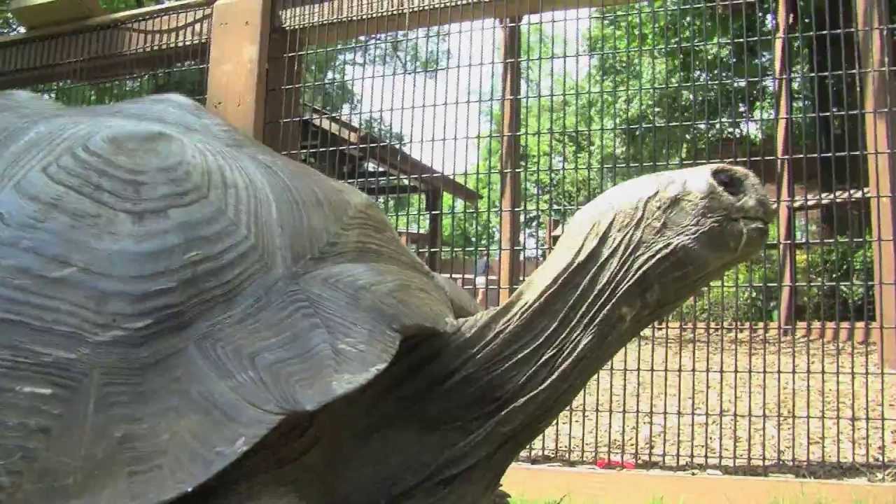 Galápagos Tortoise Exhibit Nashville Zoo As Seen On ABC WKRN-TV by Randy Rauch