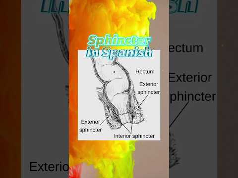 SPHINCTER in SPANISH | Work Vocabulary - Medical Interpreter Training