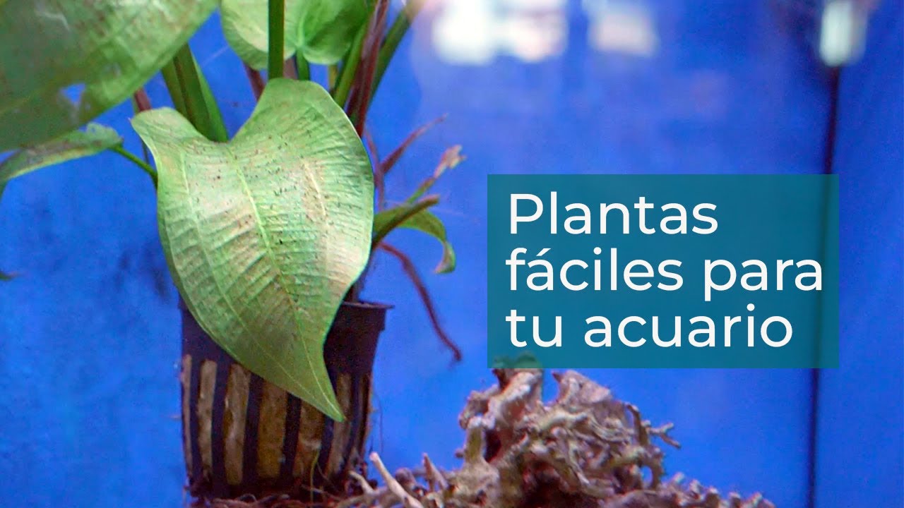 Hardy plants for the aquarium | Pets at Verdecora