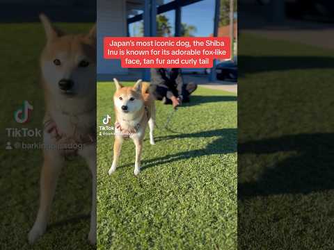 INU MEANS DOG IN JAPANESE, SHIBA MEANS SMALL #barkingbliss #dog #doglover #shibainu #dogshorts #pup