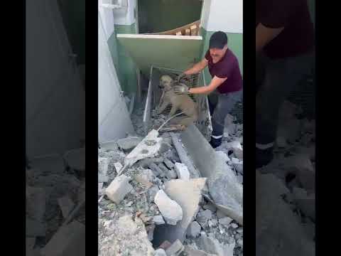 Kramatorsk Veterinary Clinic in Ukraine destroyed in Russian rocket attack.