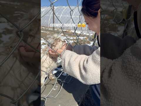 🐐 #leh #lehladakh #ladakhtrip #india #himalayas #hanle #goat #winter #cute #animals #travel #snow