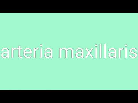 Arteria Maxillaris Definition & Meaning