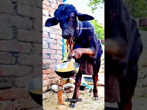 amazing funny video #shortvideos #shortvideos