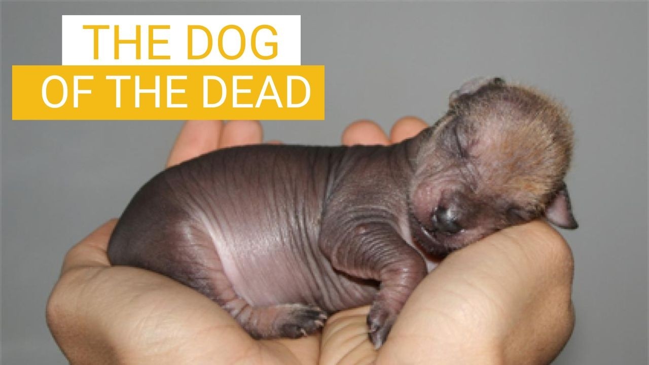 Xoloitzcuintle, the dog that guided Aztec souls to the afterlife