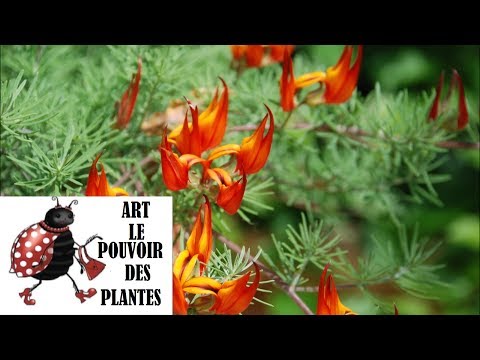 Tuto jardin: Lotus maculatus Red Flash: photos de fleurs et de plantes vivaces