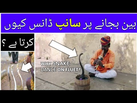Why Snake Dance To A Flute | Urdu | Hindi |#shorts#facts