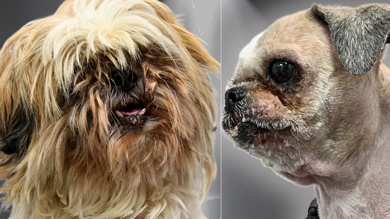 A Matted Senior Dog, Two Elderly Owners, and a Groom That Changed Everything 🥹
