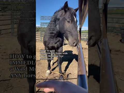Horse Facial Expressions are SO Important! Learn about Equine Stress Indicators
