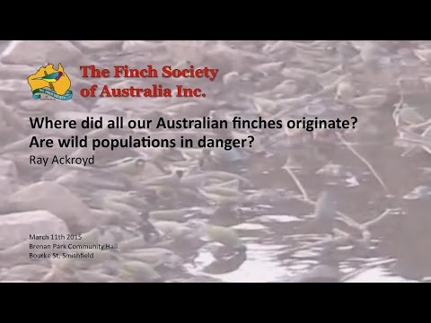 Where did all our Australian finches originate? Are wild populations in danger? Ray Ackroyd