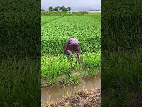 The process of squeezing water spinach