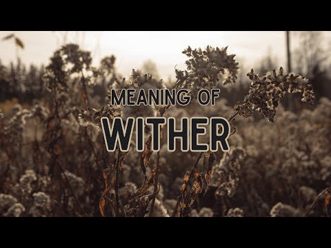 What is the meaning of Wither?