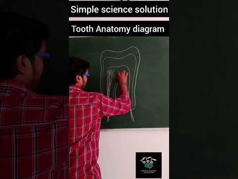 Tooth Anatomy diagram